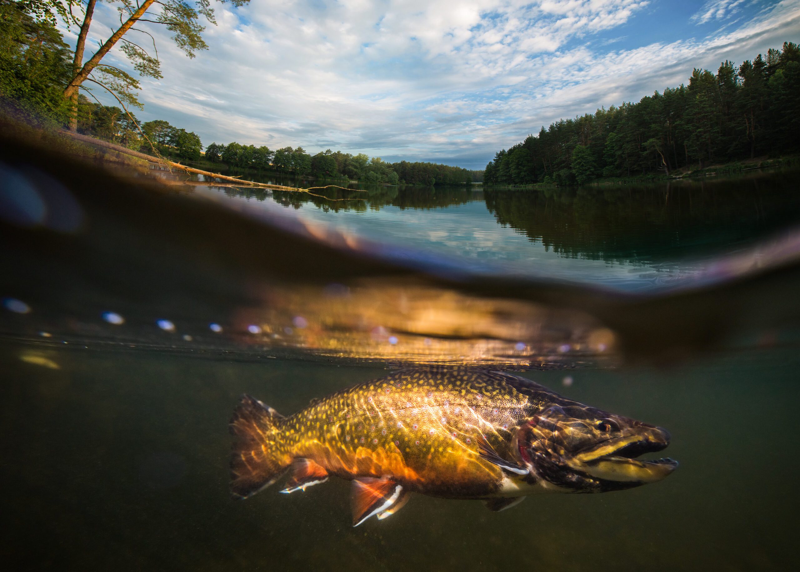 Modernizing U.S. Fish and Wildlife - Planet Technologies
